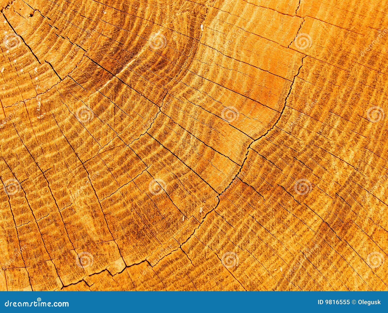 Cut of a tree an oak stock image. Image of abstract, structure - 9816555