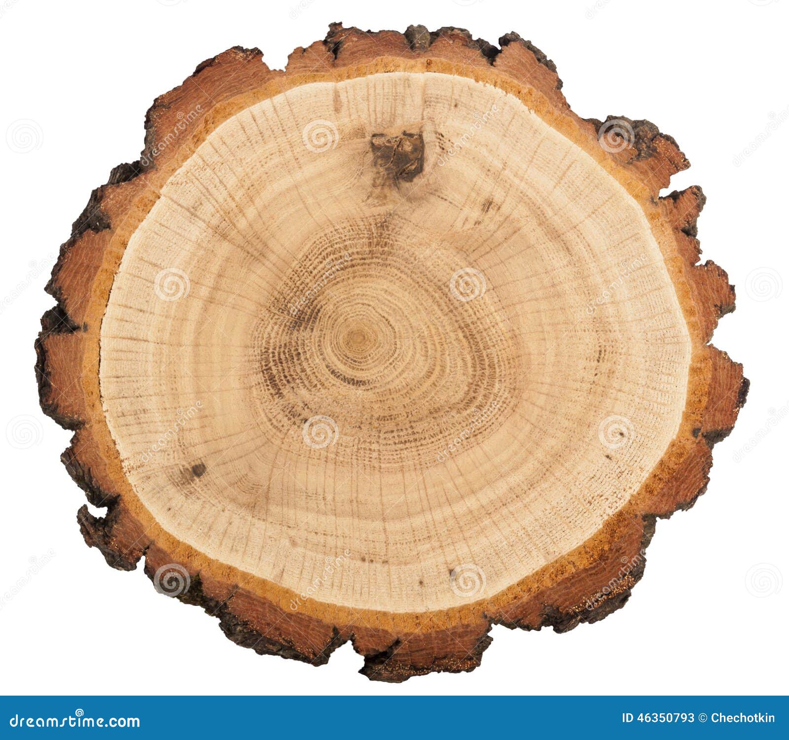 Cut of tree stock image. Image of detail, brown, nature - 46350793