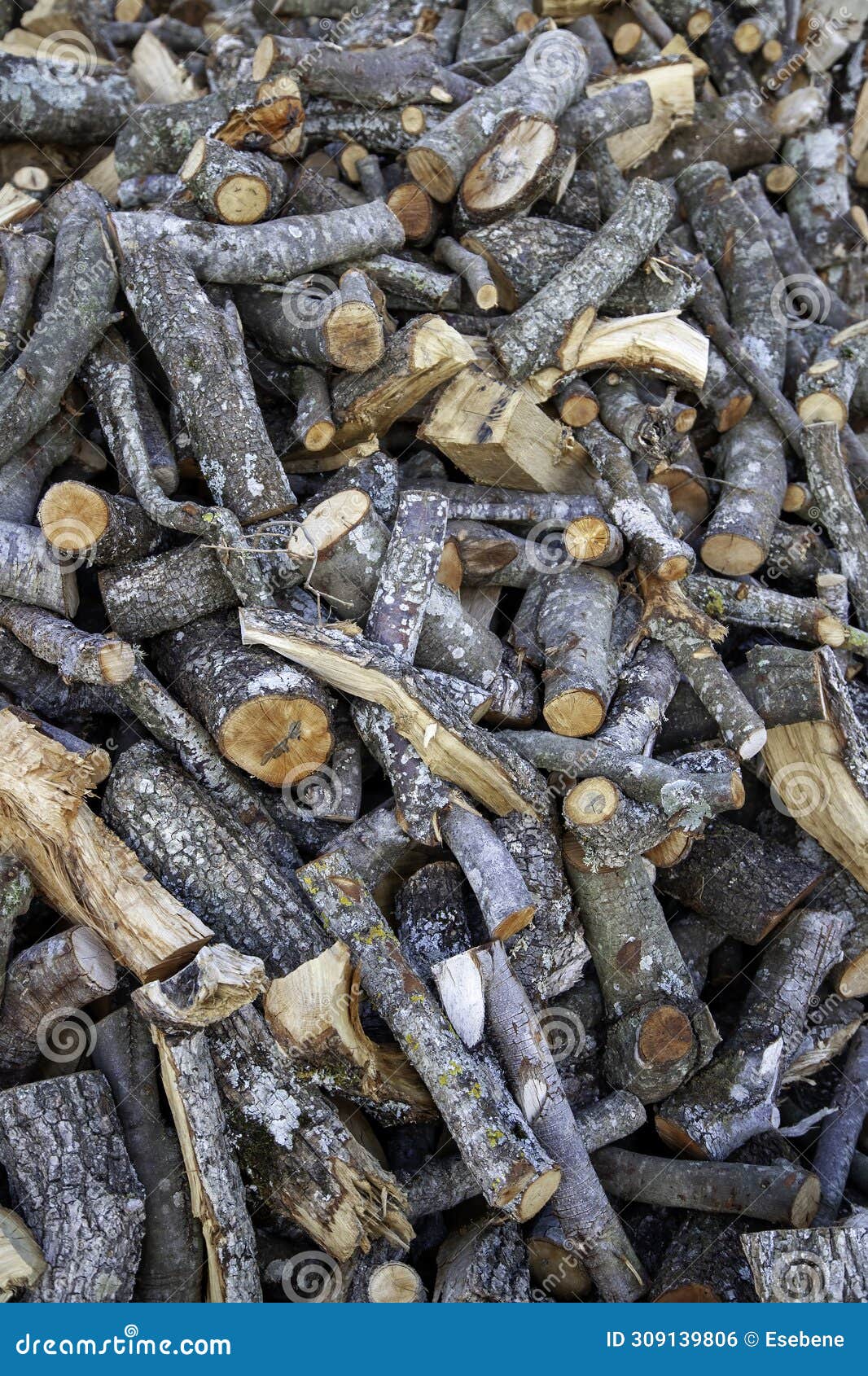 Cut tree pieces stock photo. Image of energy, tree, plant - 309139806