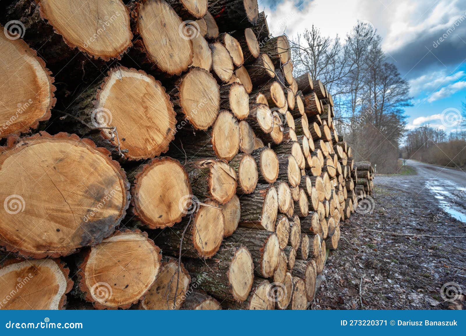 A Cut Tree in a Pile by the Road in the Forest Stock Image - Image of ...