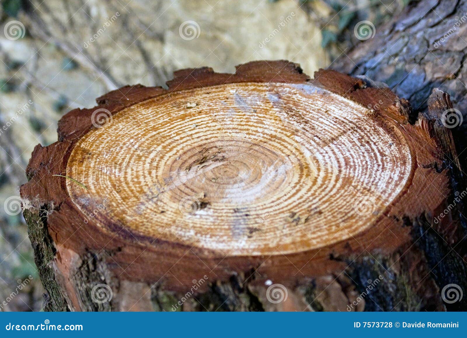 Cut tree with resin stock photo. Image of ring, brilliant - 7573728