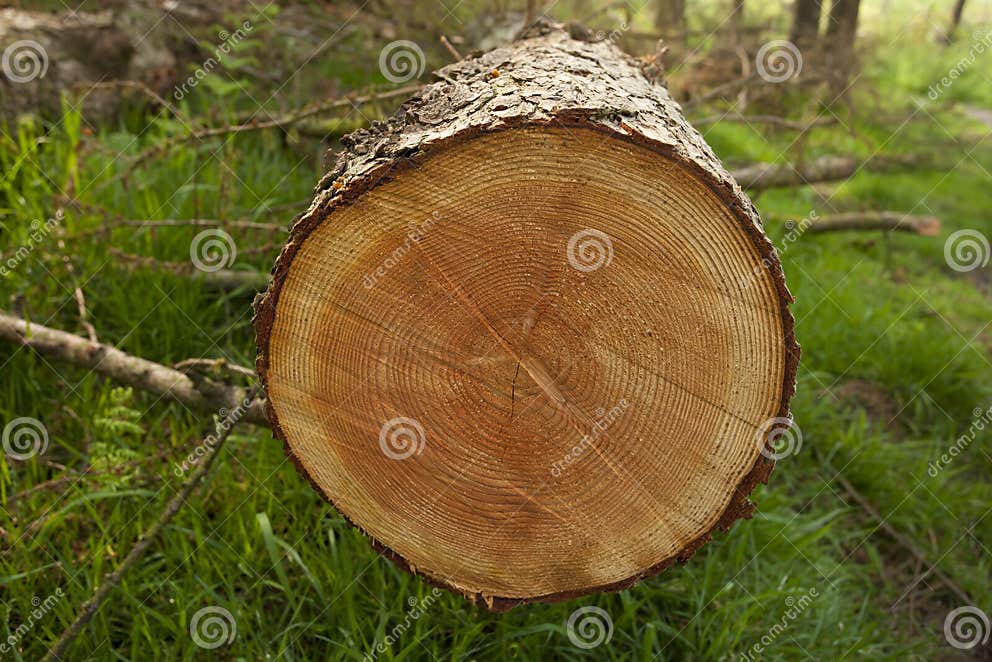 Cut tree rings in forest stock image. Image of stream - 25083735