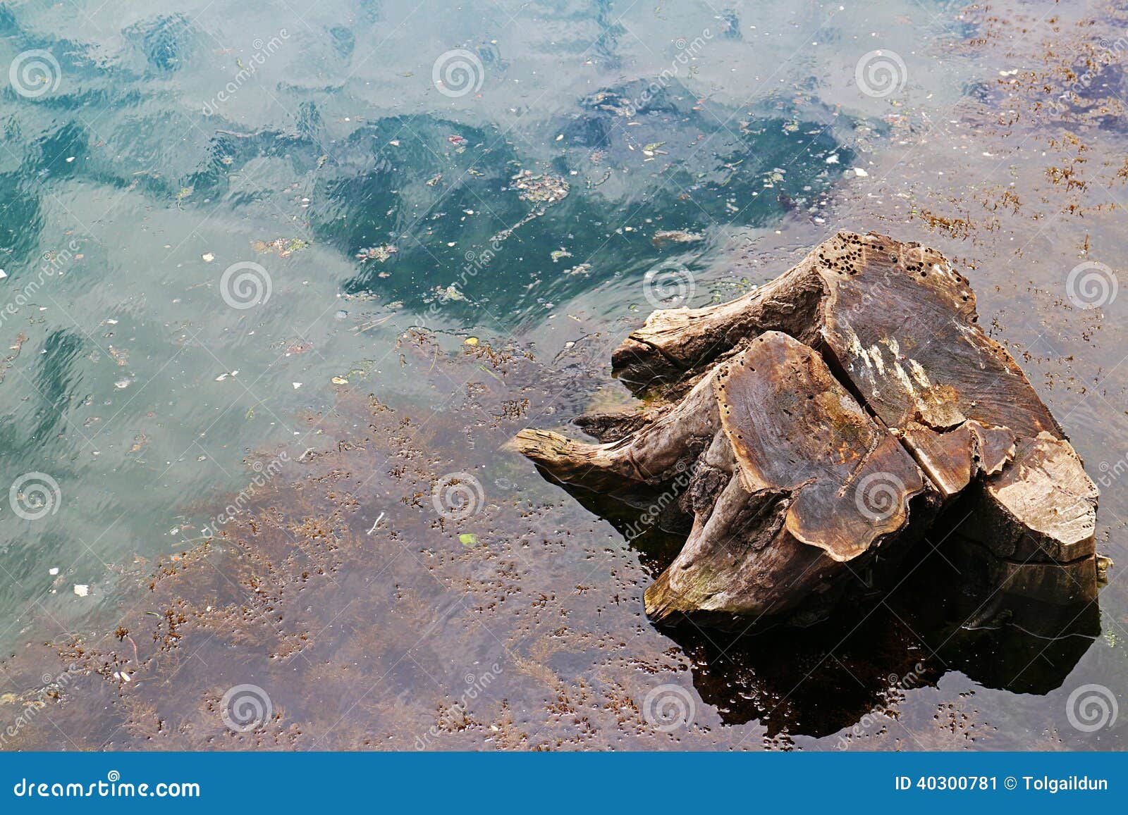 Cut Tree Roots in the Water Stock Image - Image of roots, river: 40300781