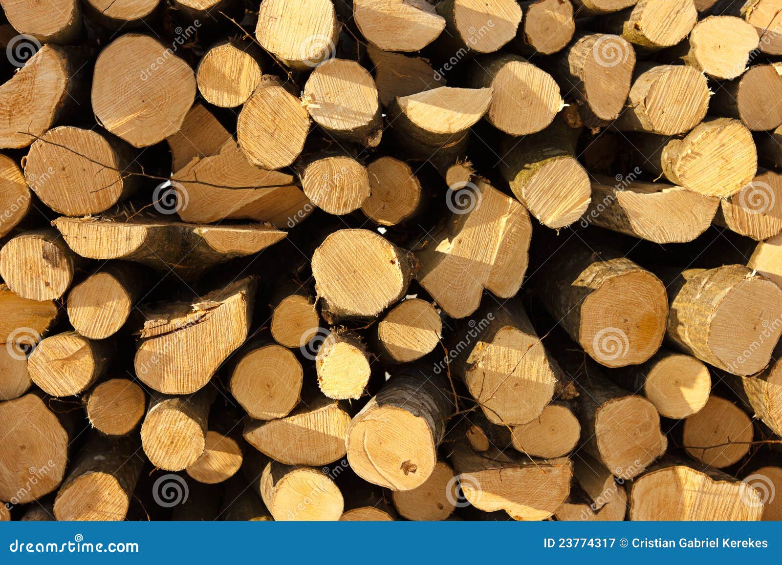 Cut Tree Round Stumps Ordered in Large Group Stock Image - Image of ...