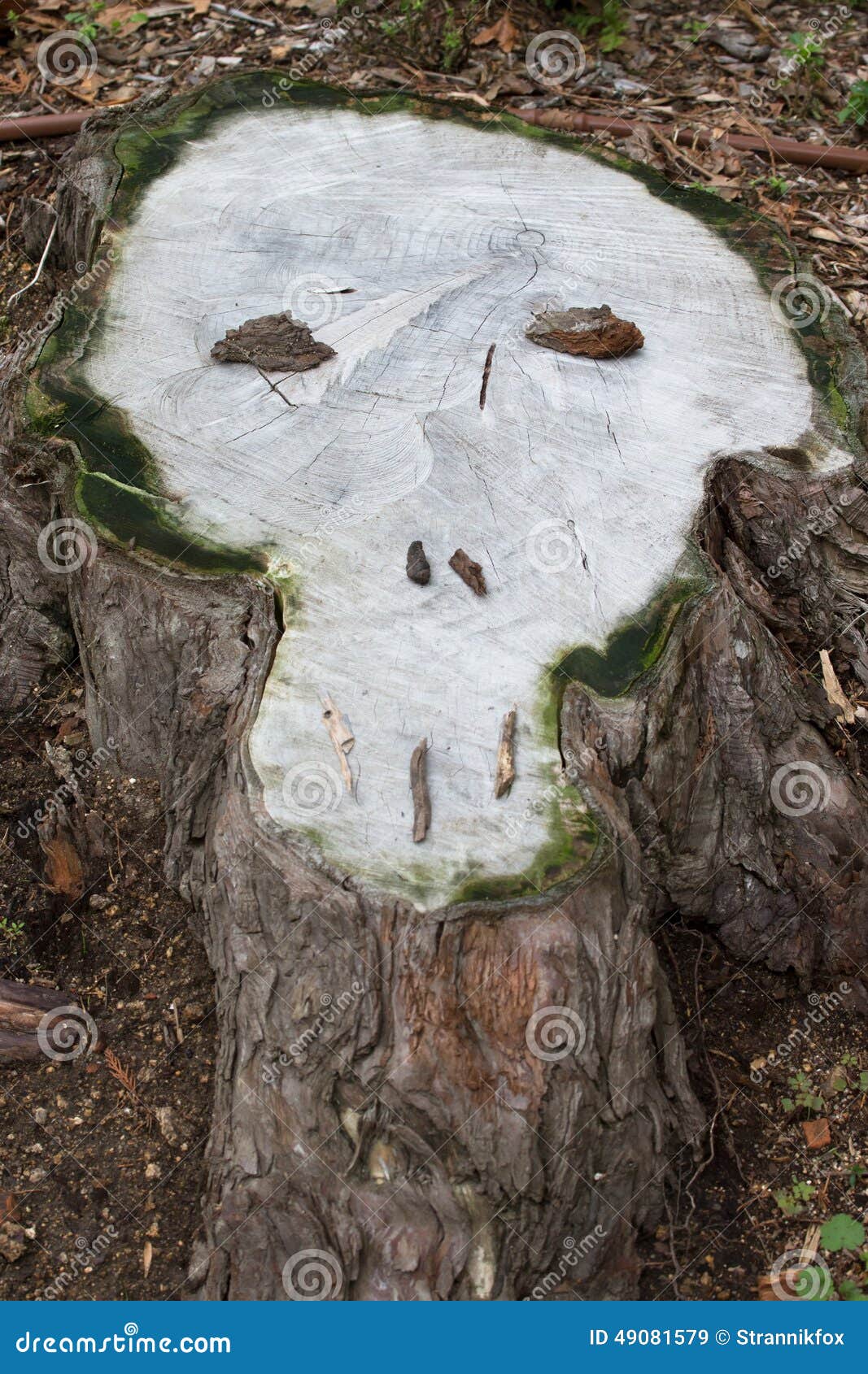 Cut of a Tree in the Shape of the Scull. Stump Stock Image - Image of ...