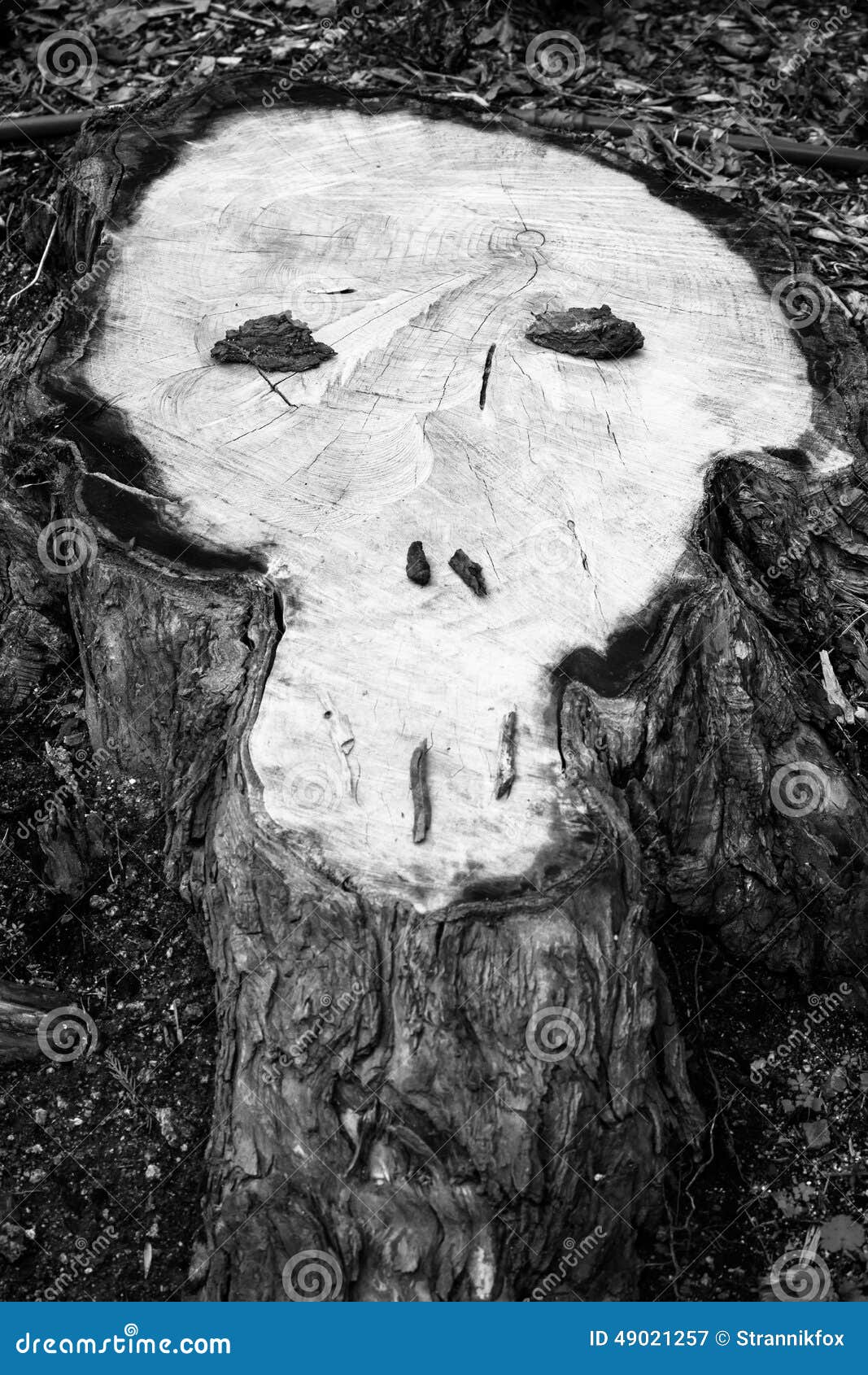 Cut of a Tree in the Shape of the Scull. Stump Stock Image - Image of ...