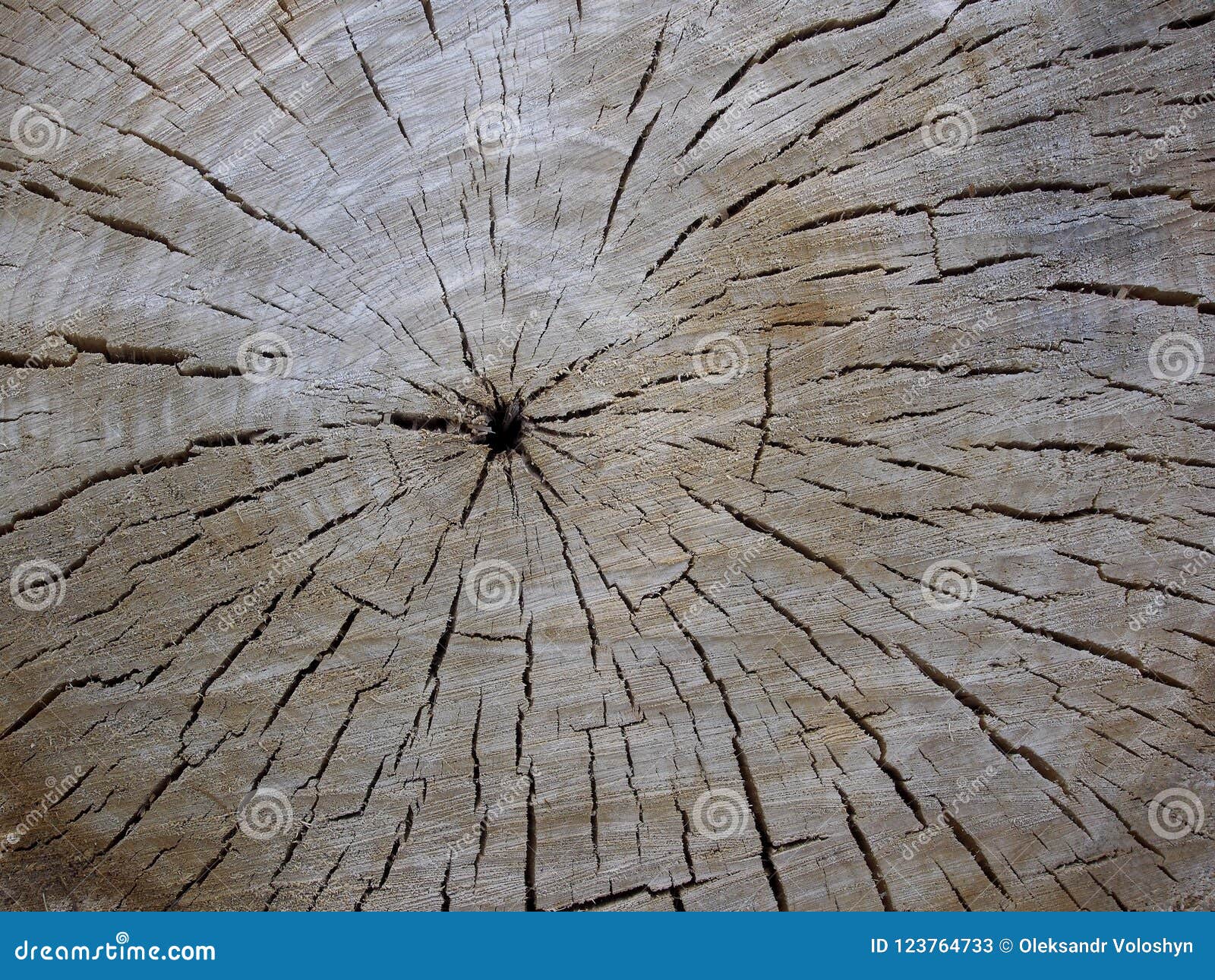 A Cut of a Tree Shows Its Structure Stock Image - Image of entire ...
