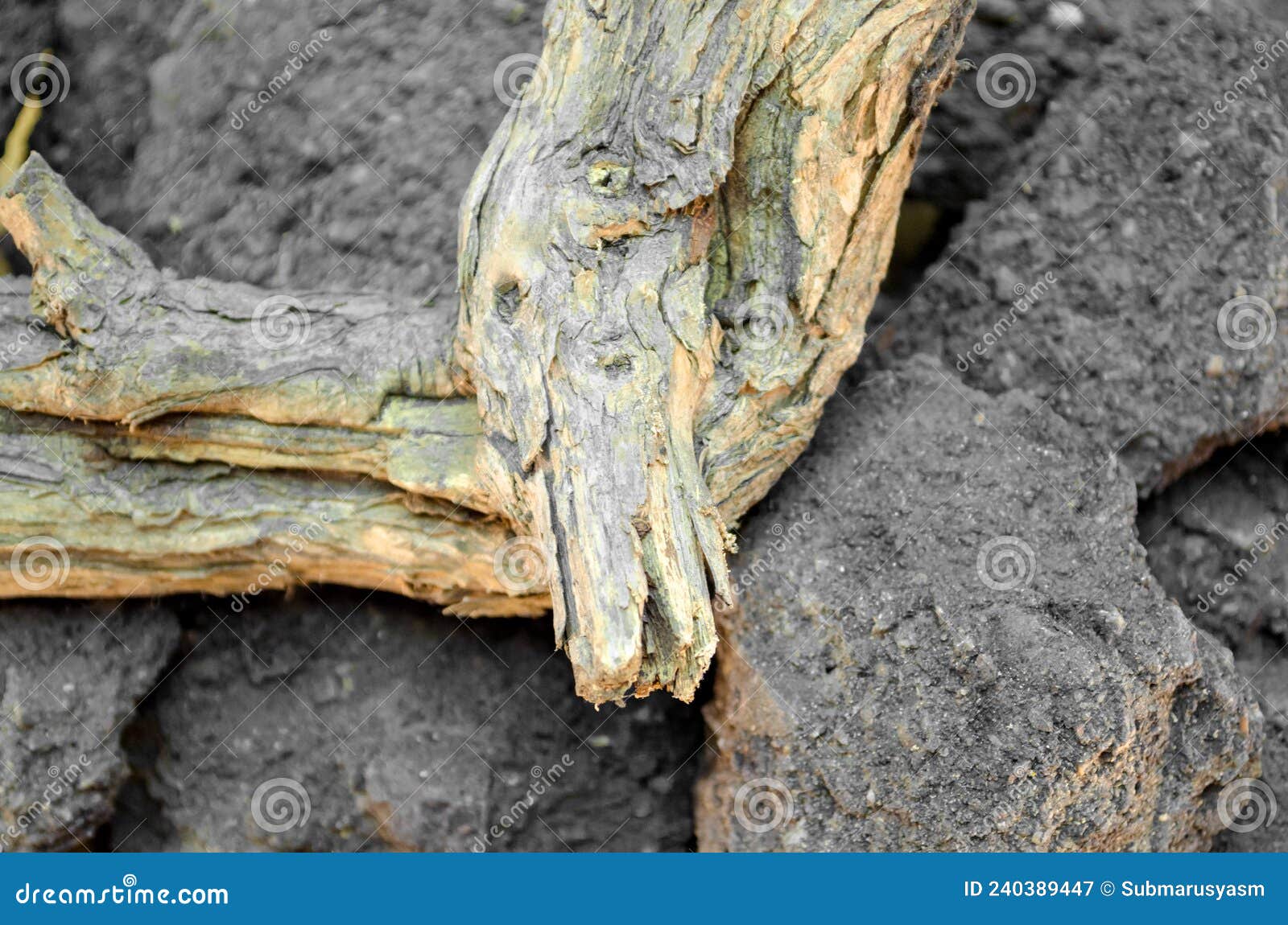 Cut tree snag on stones stock image. Image of snag, background - 240389447