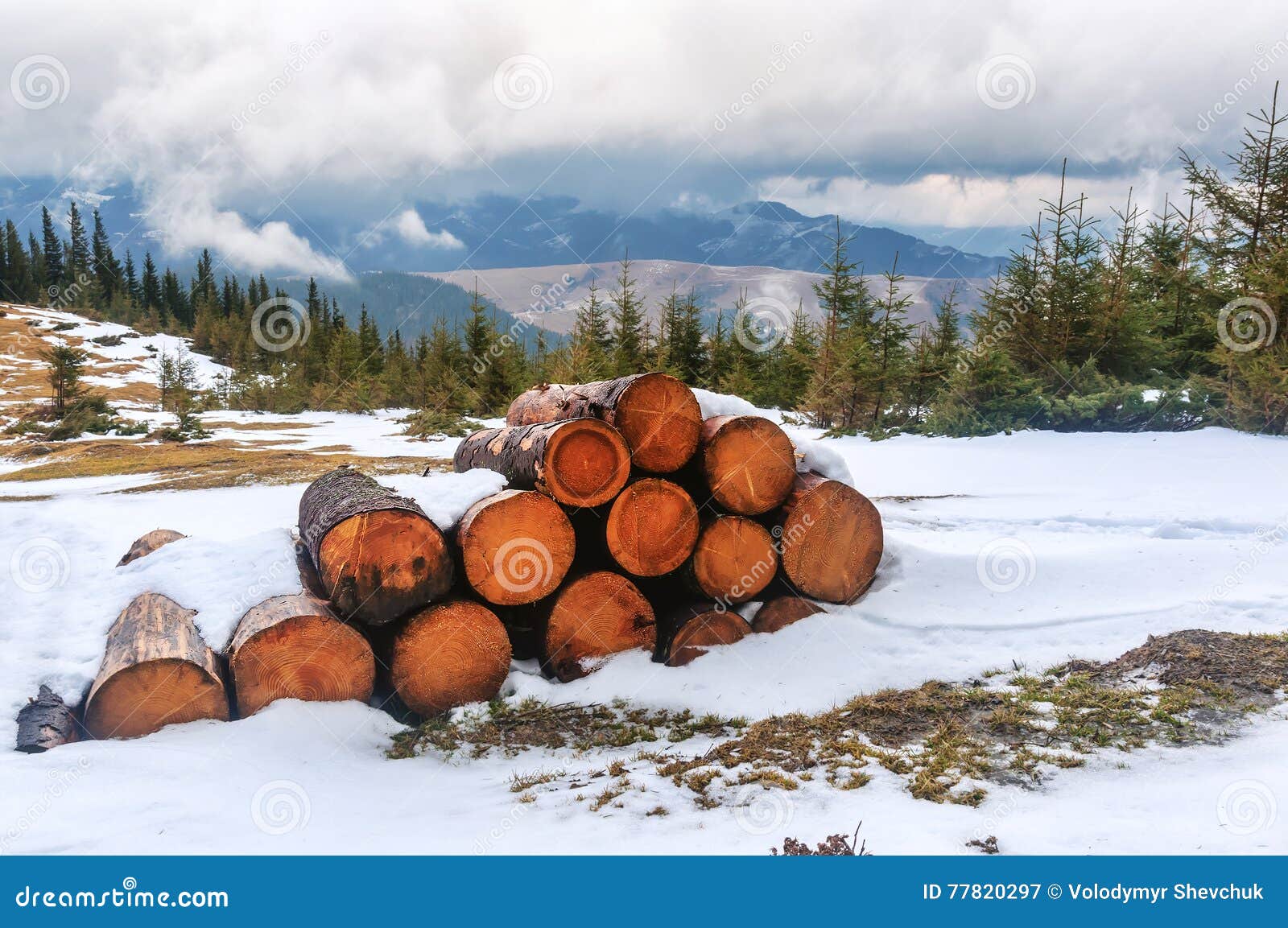 Cut tree on the snow stock image. Image of deforestation - 77820297