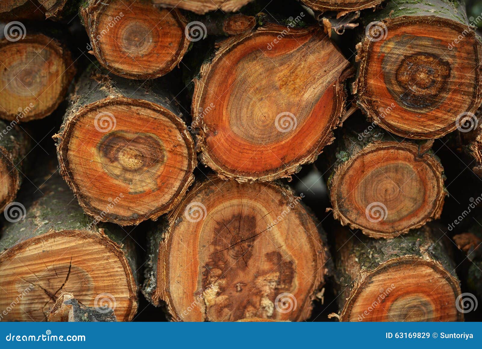 Cut tree stock image. Image of hardwood, stack, timber - 63169829