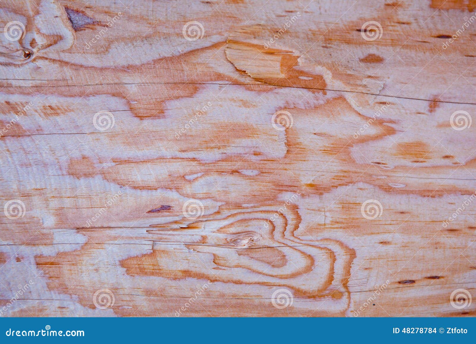 Cut of a tree structure stock photo. Image of tree, textured - 48278784