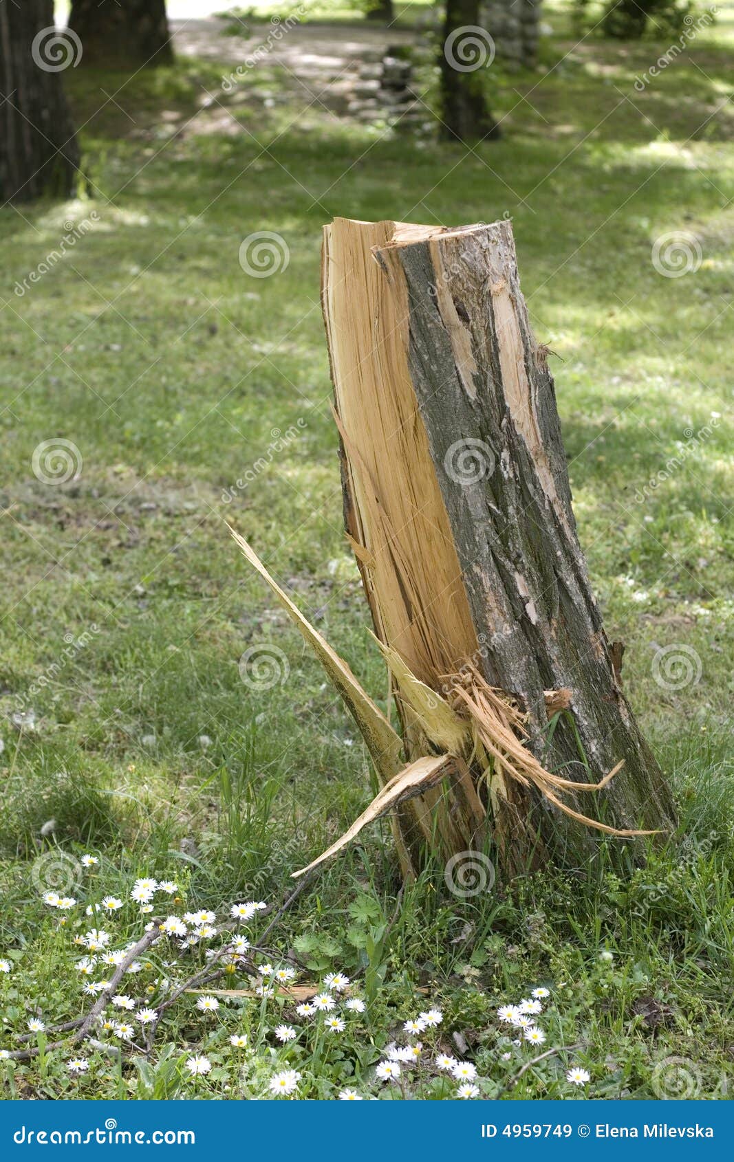 Cut tree stump stock image. Image of green, natural, leftovers - 4959749