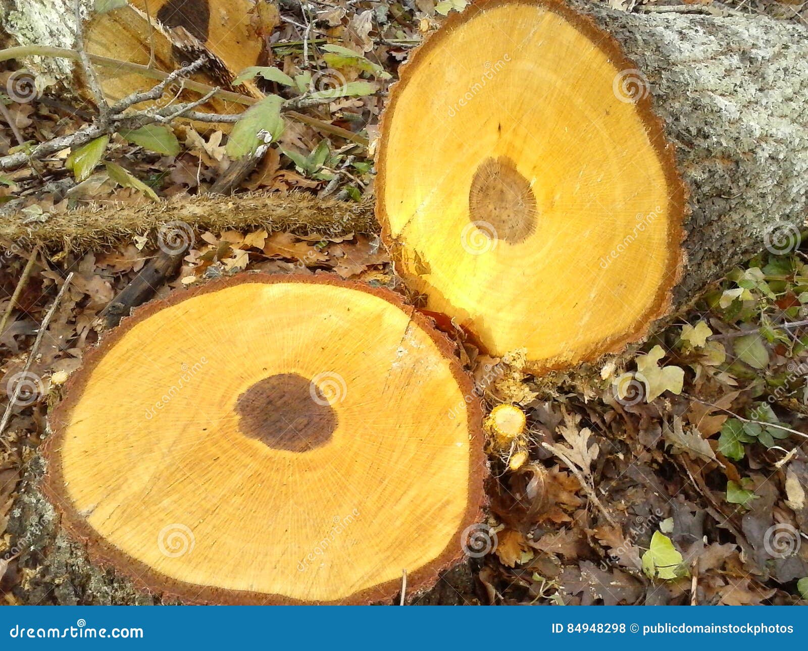 Cut Tree Picture. Image: 84948298