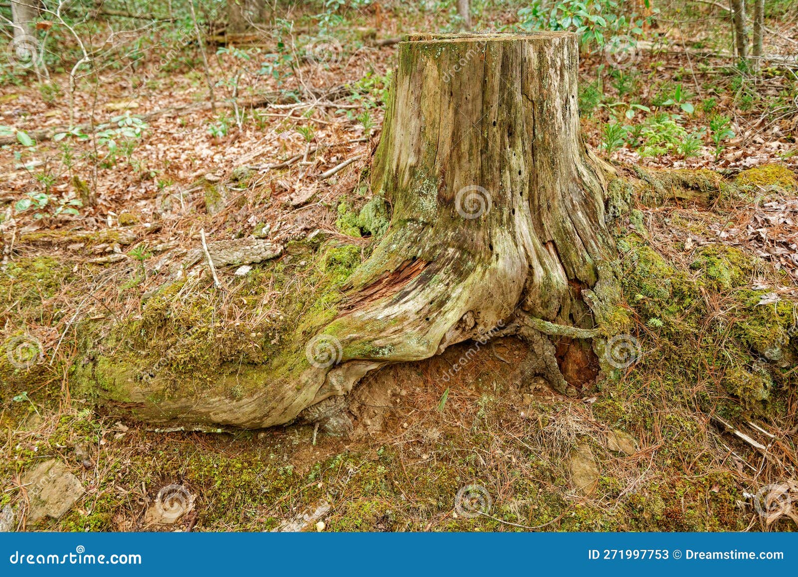 A cut tree stump stock image. Image of hillside, removal - 271997753