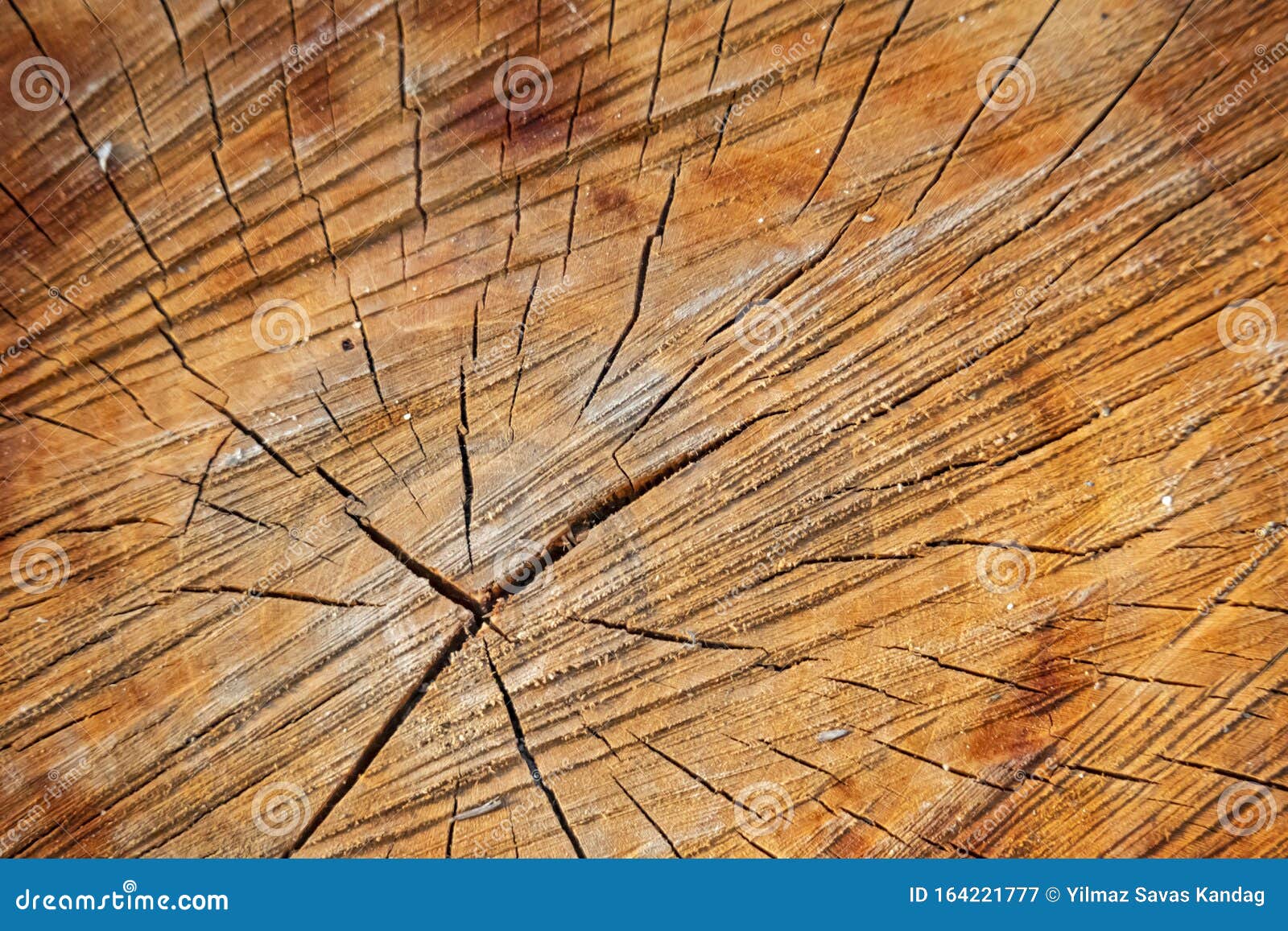 Cut tree stump stock image. Image of macro, pattern - 164221777