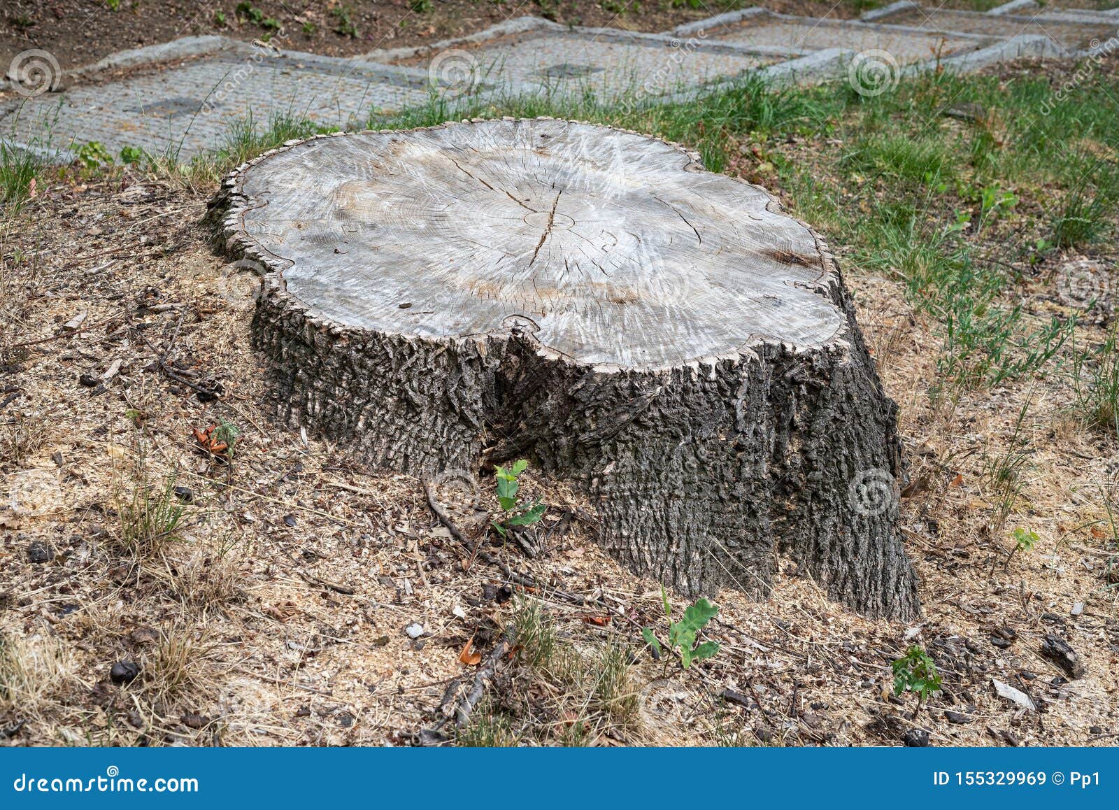 Cut Tree Stump Oak Trunk Old Timber Stock Image - Image of texture ...