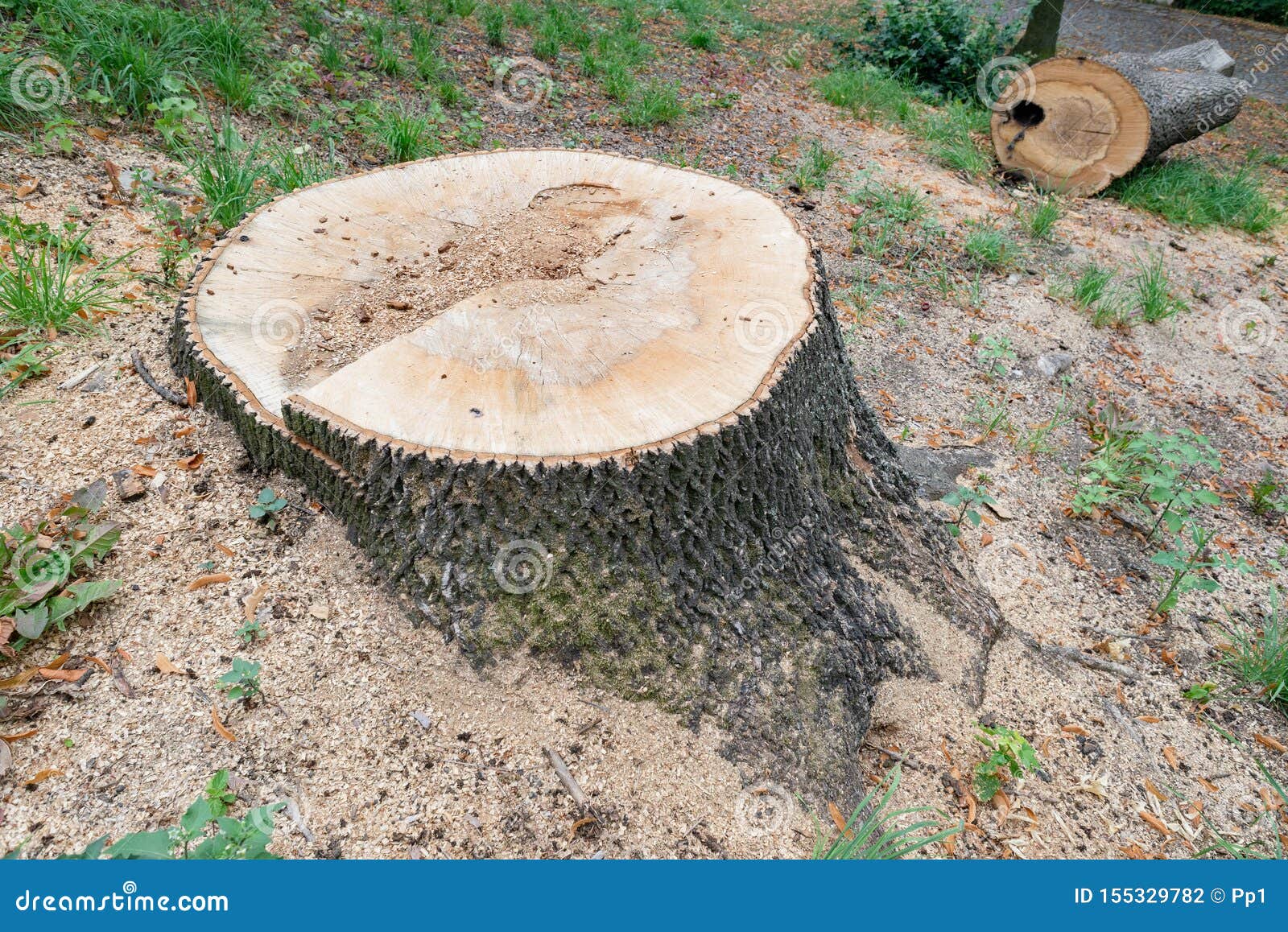 Cut Tree Stump Oak Trunk Old Timber Stock Photo - Image of circle, tree ...