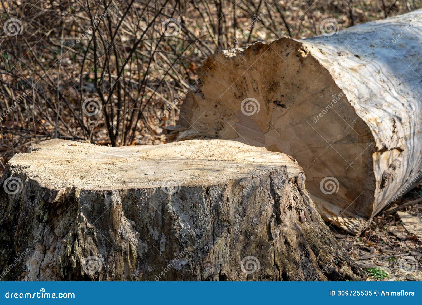 Cut Tree Stump in the Park, Spring Stock Image - Image of natural, wood ...