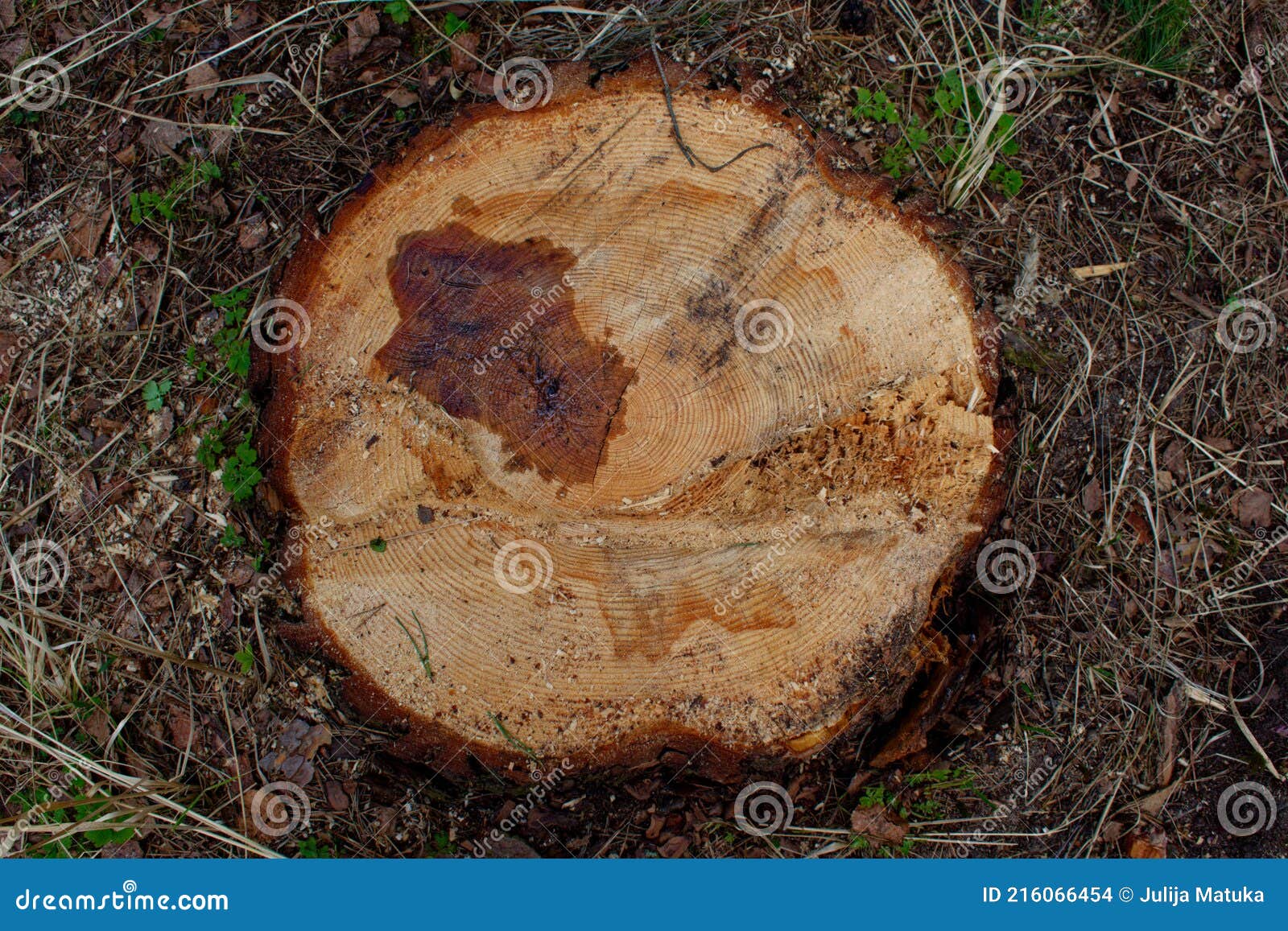 A Cut of a Tree, a Stump from a Pine. the Concept of Cutting Down Trees ...