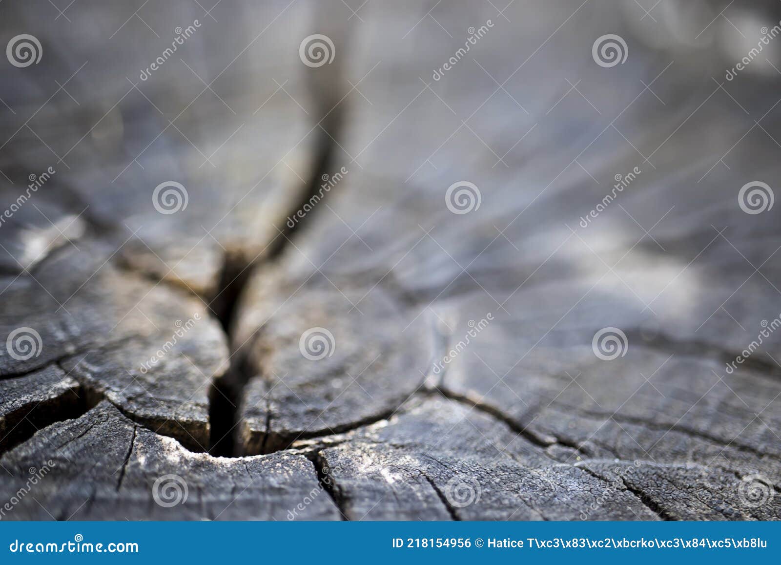 Cut Tree Stump Root, Close-up. Age Rings of the Tree Stock Photo ...