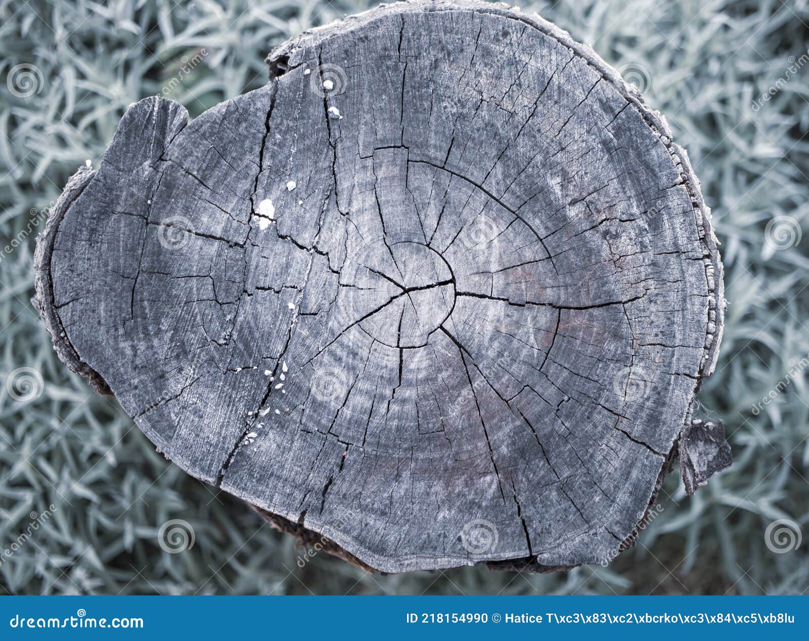 Cut Tree Stump Root, Close-up. Age Rings of the Tree Stock Photo ...