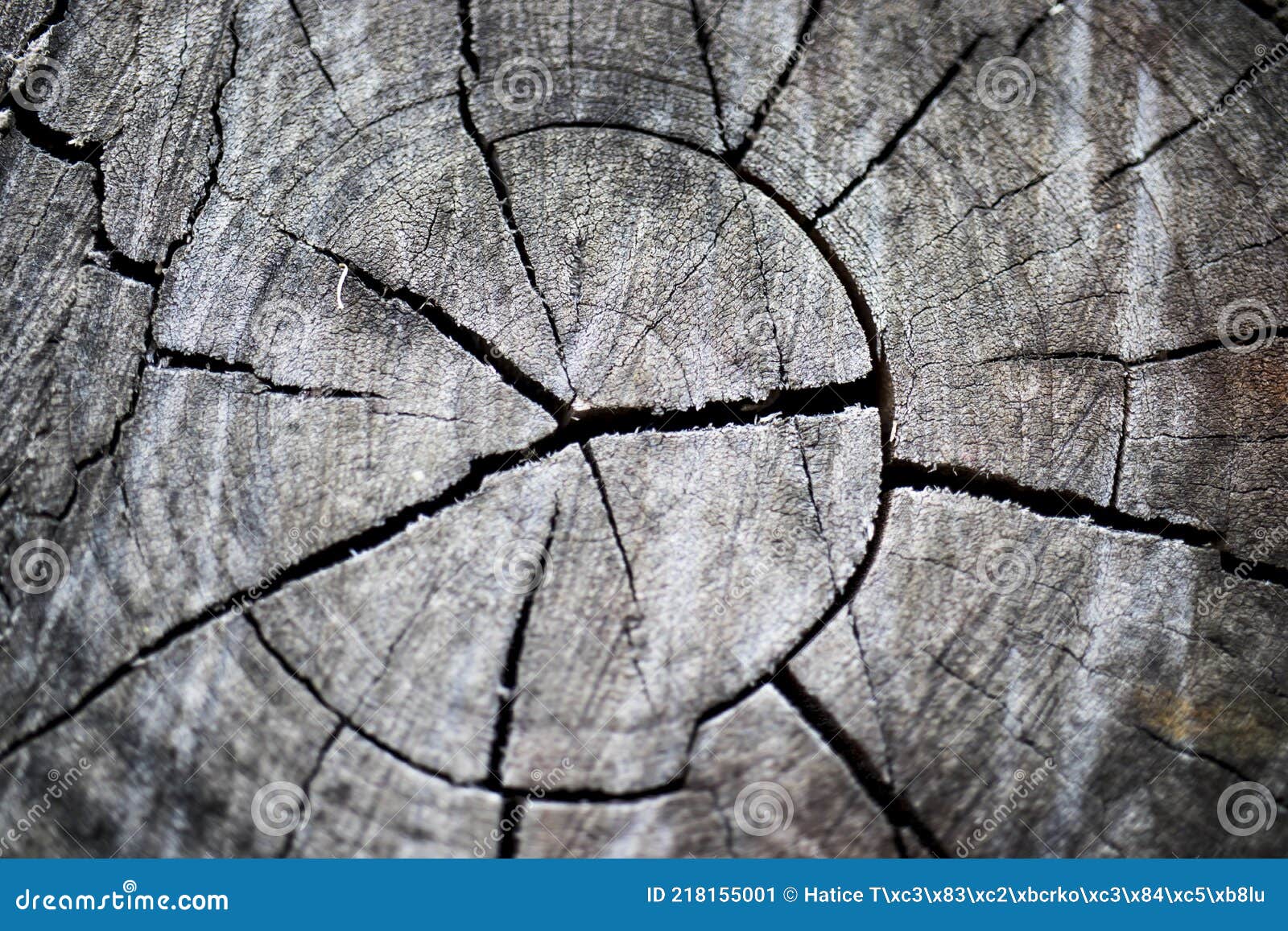 Cut Tree Stump Root, Close-up. Age Rings of the Tree Stock Image ...