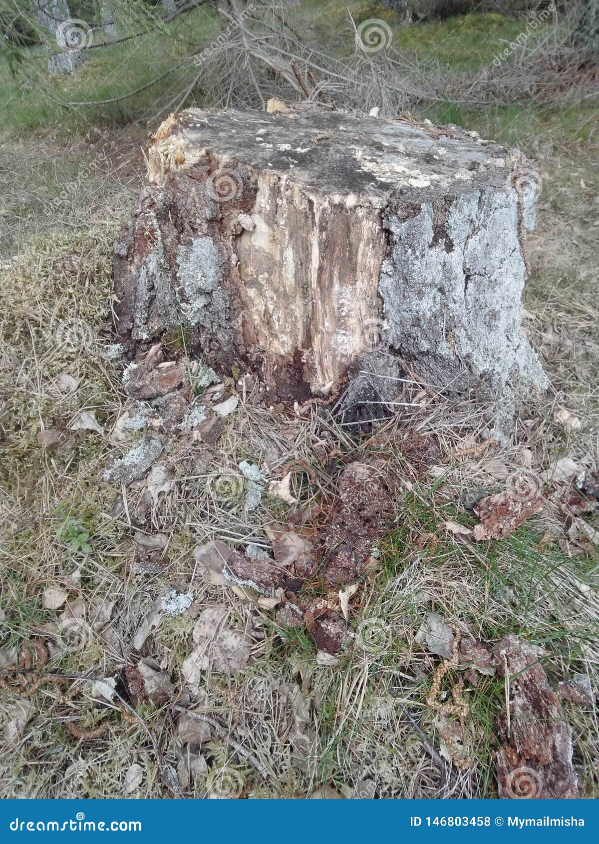 The tree stump in forest stock photo. Image of forest - 146803458