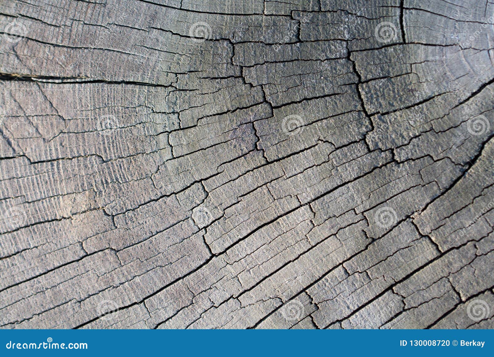 283 Plunk Tree Stock Photos - Free & Royalty-Free Stock Photos from ...