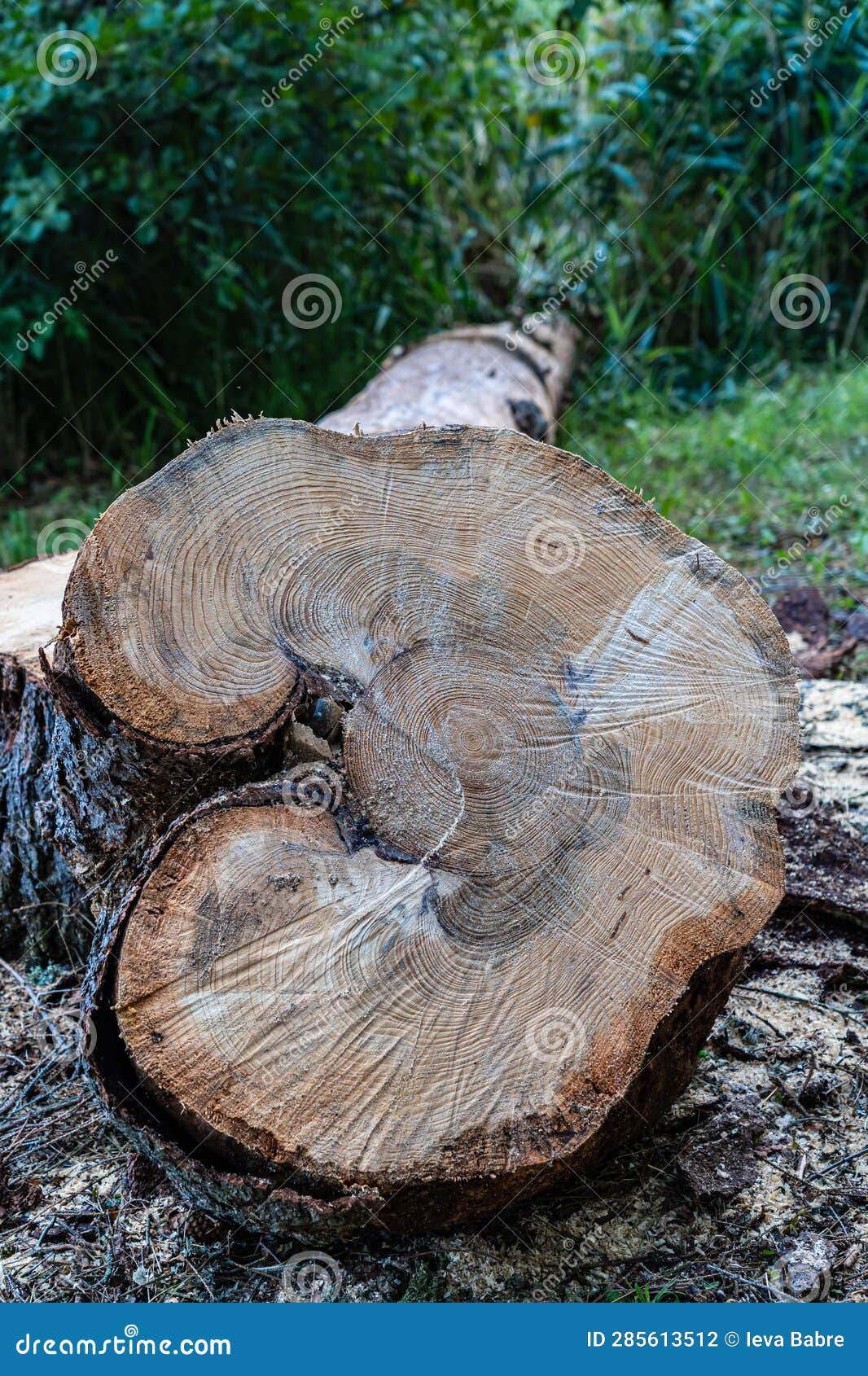 Cut Tree, Stump with Threaded Lines Stock Photo - Image of nature ...