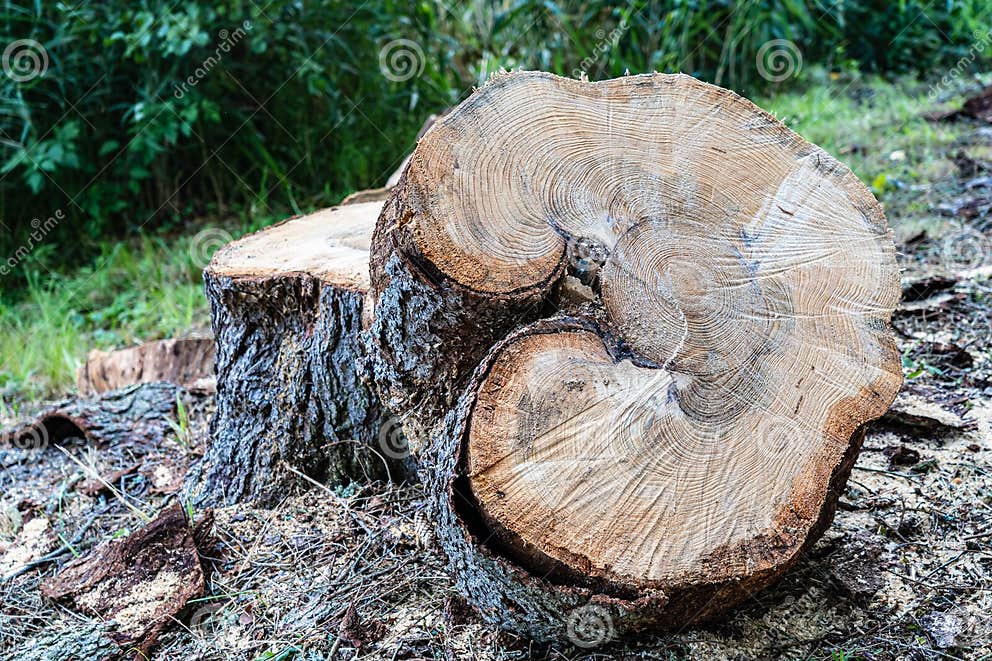 Cut Tree, Stump with Threaded Lines Stock Photo - Image of crossing ...