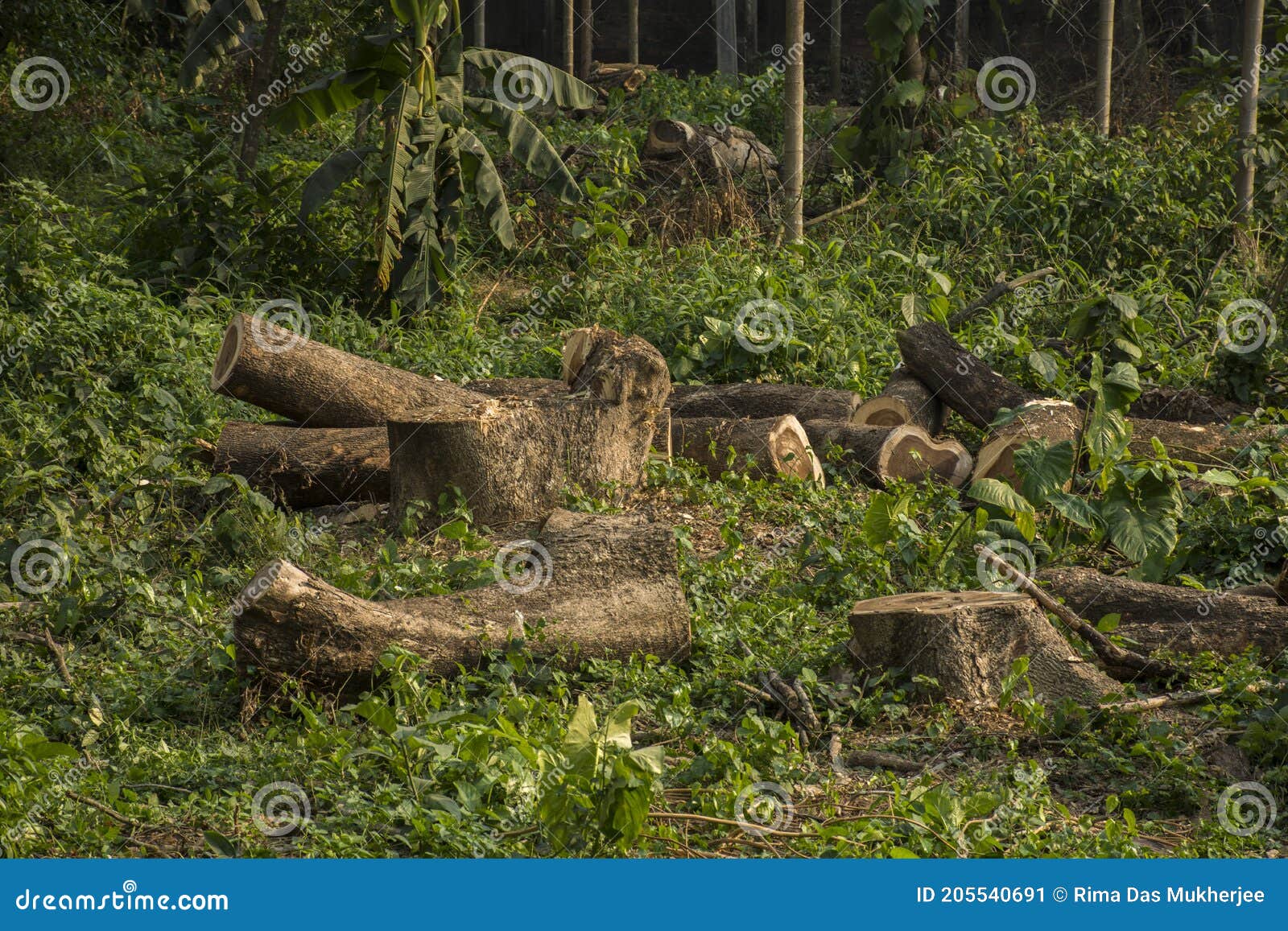 Cut Tree Stumps and Logs Show that Deforestation Engendering ...