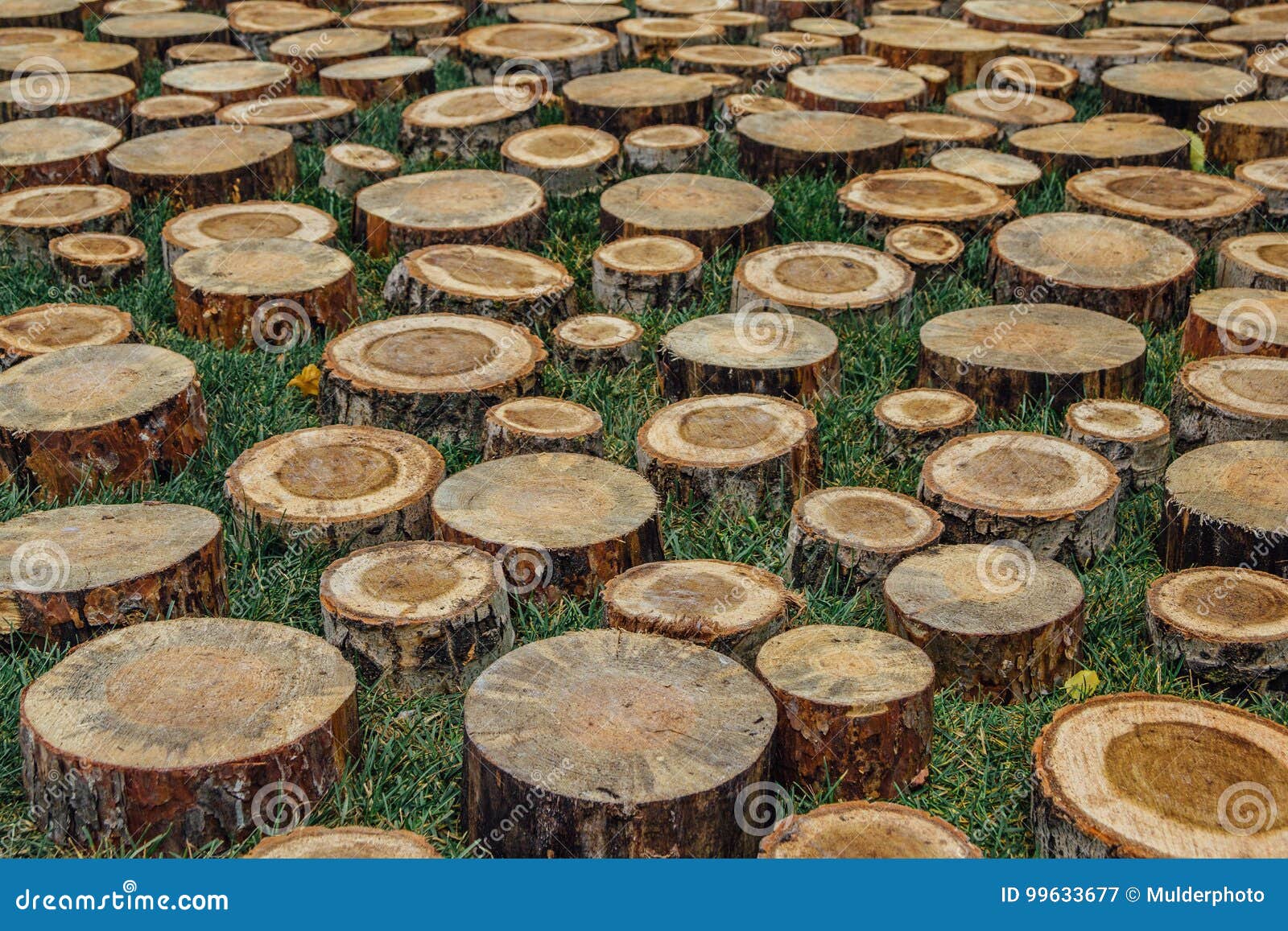 Cut tree stumps stock image. Image of ground, environment - 99633677