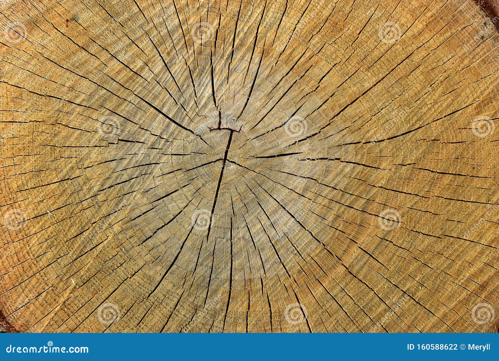 Cut tree texture oak stock photo. Image of abstract - 160588622