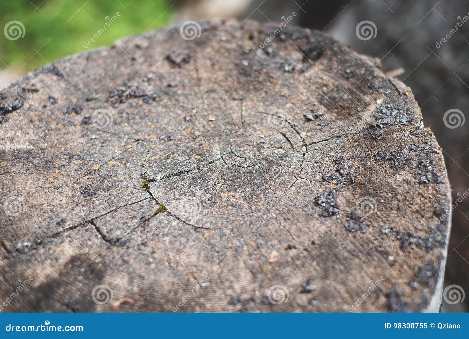 Cut tree texture stock image. Image of shape, texture - 98300755