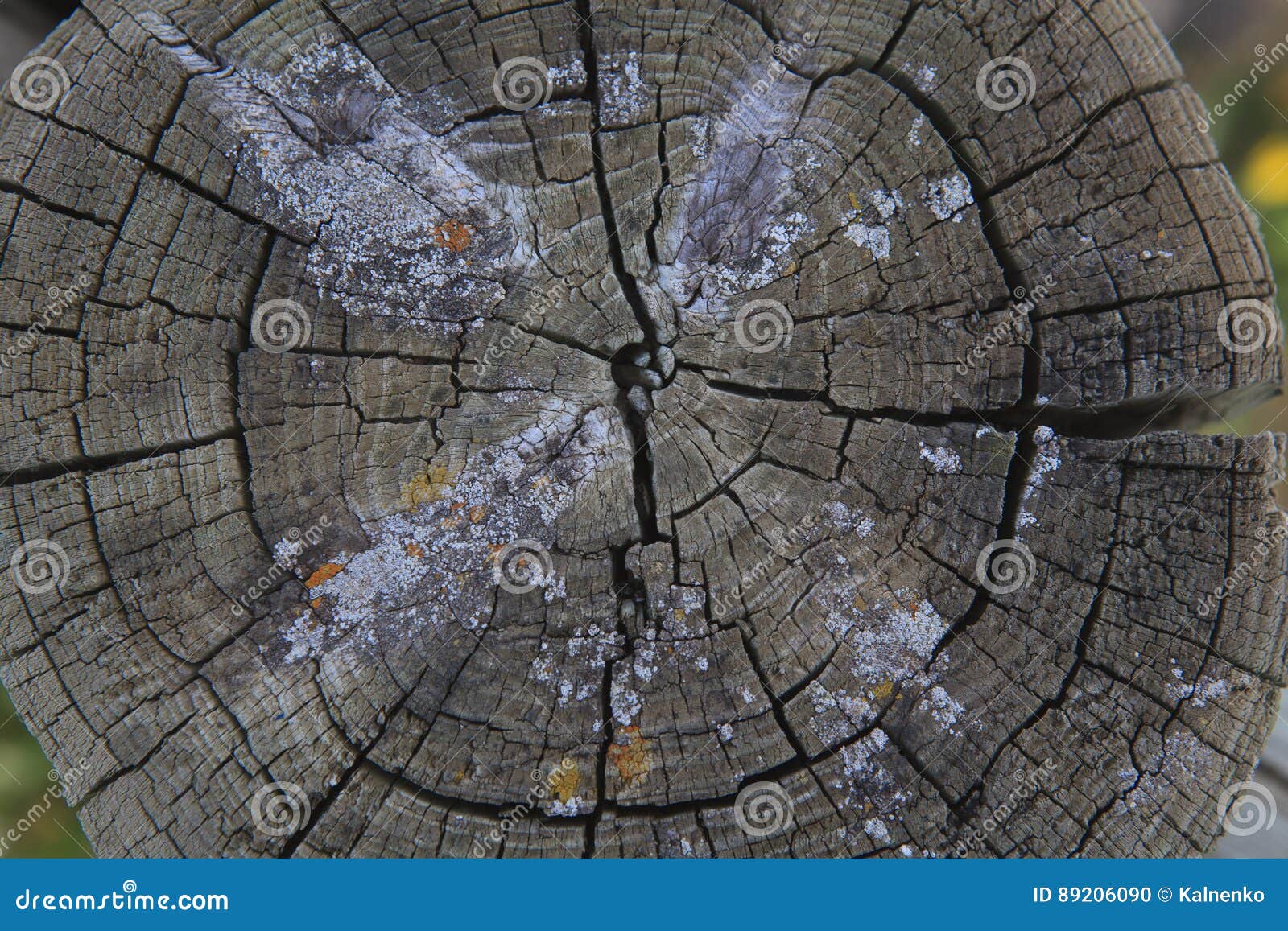 Cut tree stock photo. Image of forest, overhead, detail - 89206090