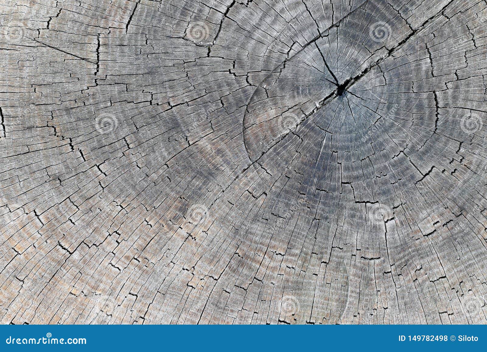 Cut Tree Trunk - Annular Rings Stock Photo - Image of surface, trunk ...