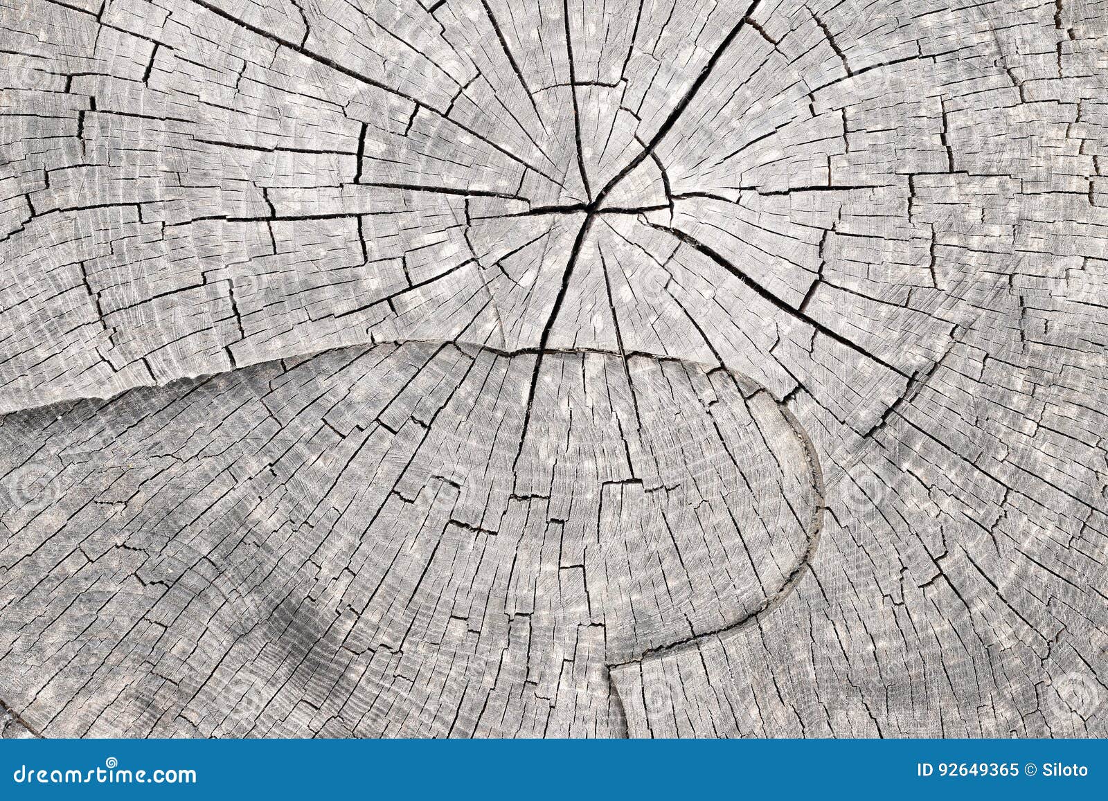 Cut Tree Trunk - Annular Rings Stock Image - Image of dried, annular ...