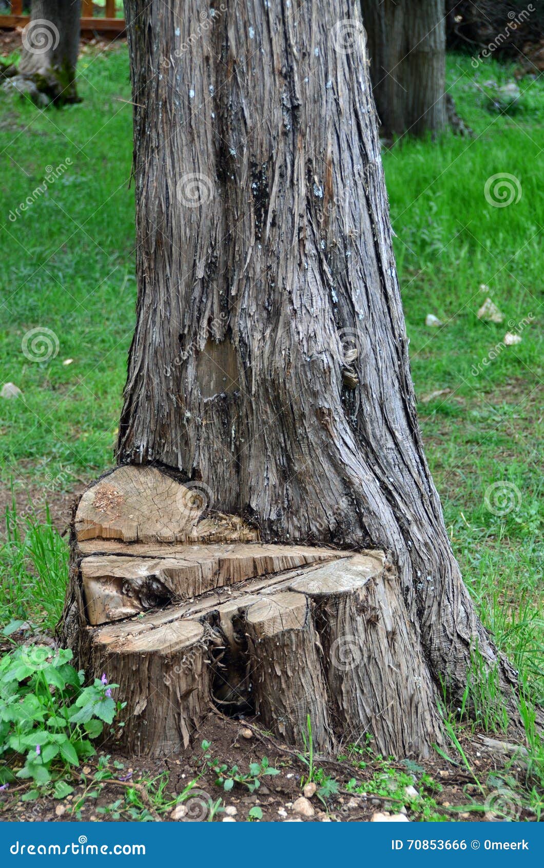 Cut tree trunk stock photo. Image of ecology, lumber - 70853666