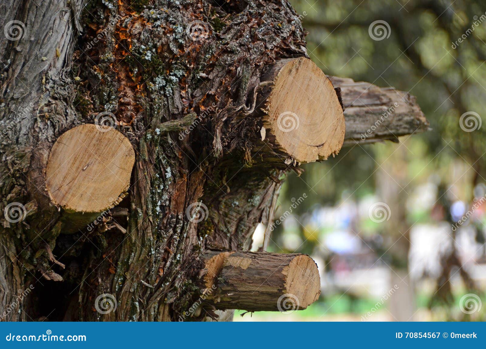 Cut tree trunk stock image. Image of circle, ecology - 70854567