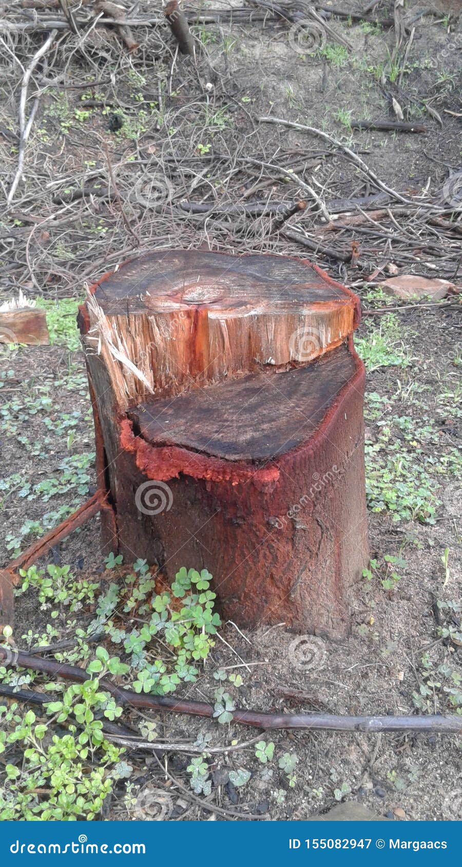 Cut tree trunk stock image. Image of wood, trunk, forest - 155082947