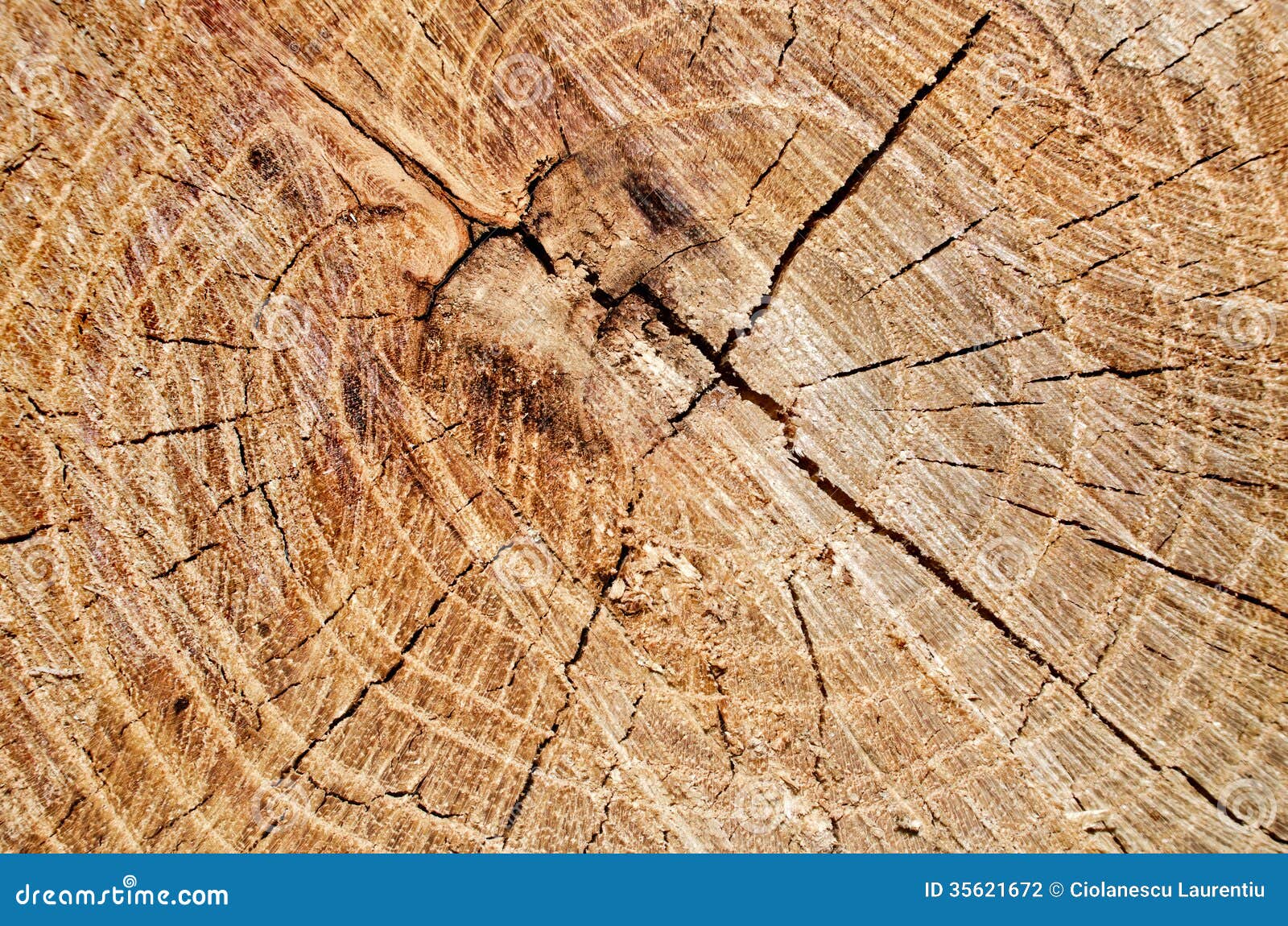 Cut tree trunk stock photo. Image of textured, backdrop - 35621672
