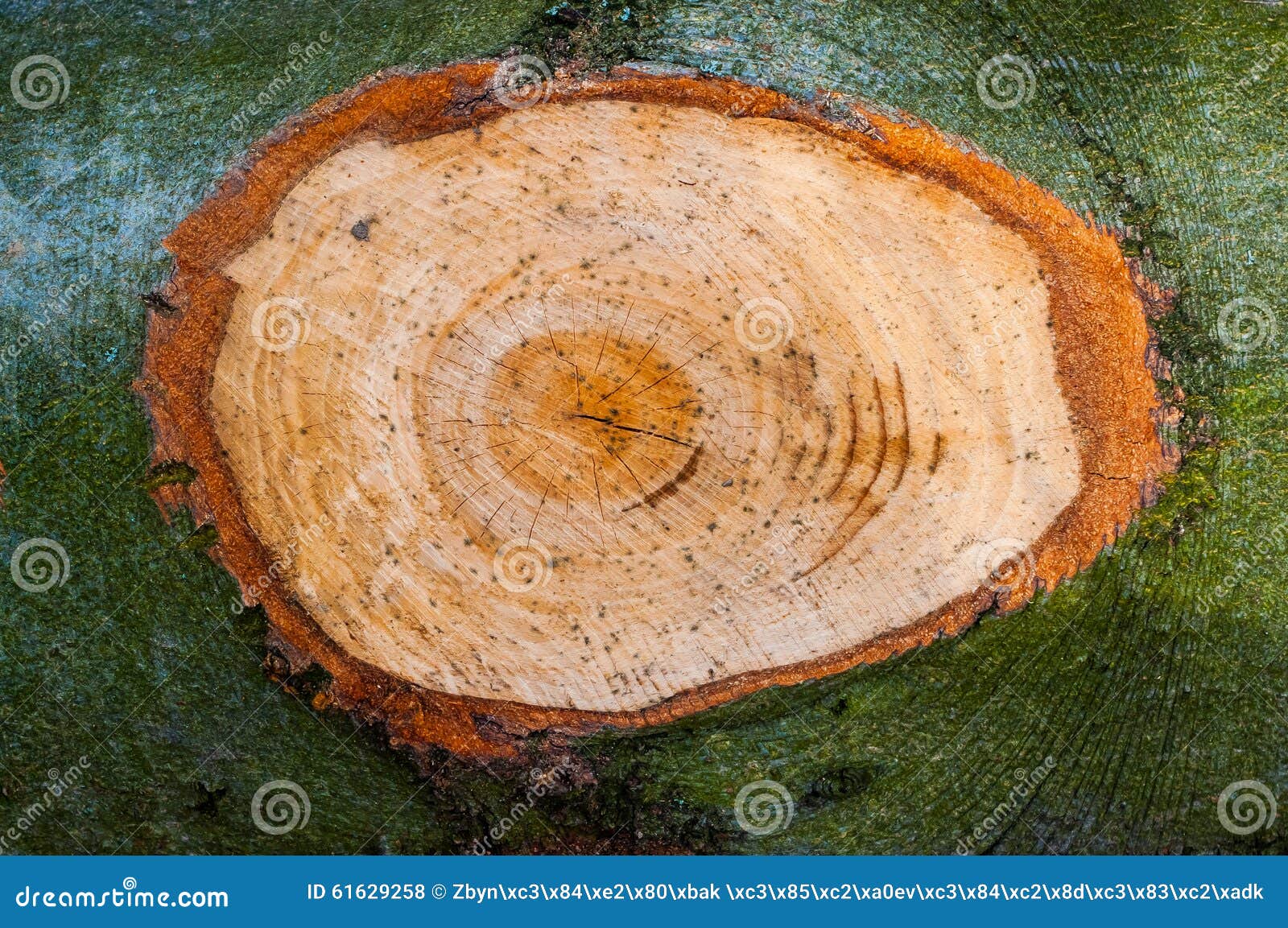 Cut the tree trunk. stock photo. Image of background - 61629258