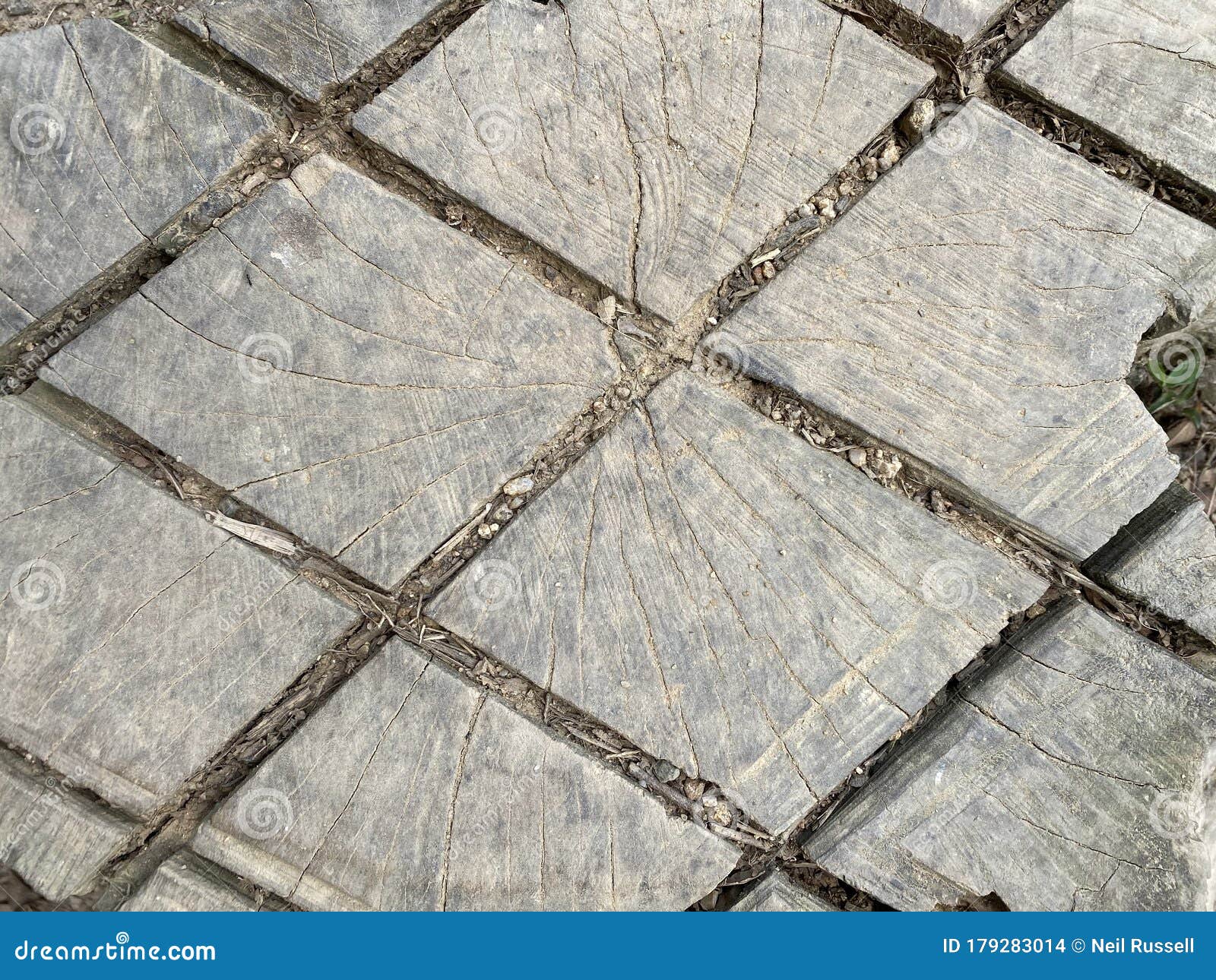 Cut Tree Trunk stock photo. Image of trunk, coloured - 179283014