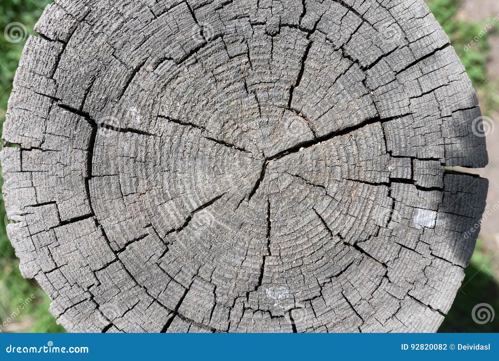 Cut tree trunk stock photo. Image of clear, tunk, trunk - 92820082