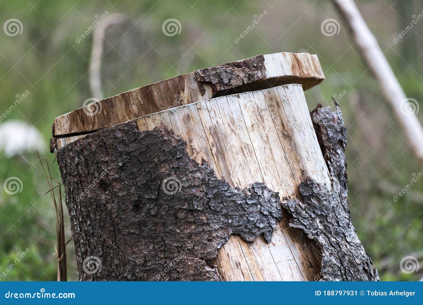Cut Tree Trunk Due To Bark Beetle Infestation Stock Image - Image of ...