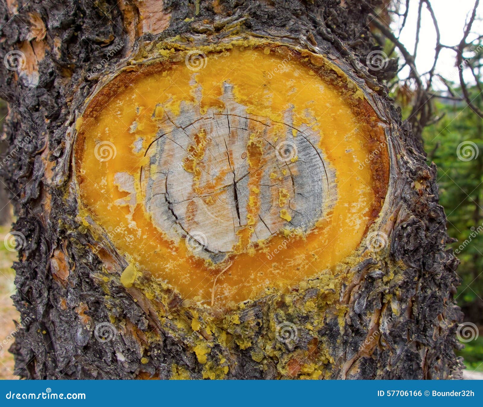 A Cut Tree Trunk in a Forest Stock Photo - Image of wooden, trunk: 57706166