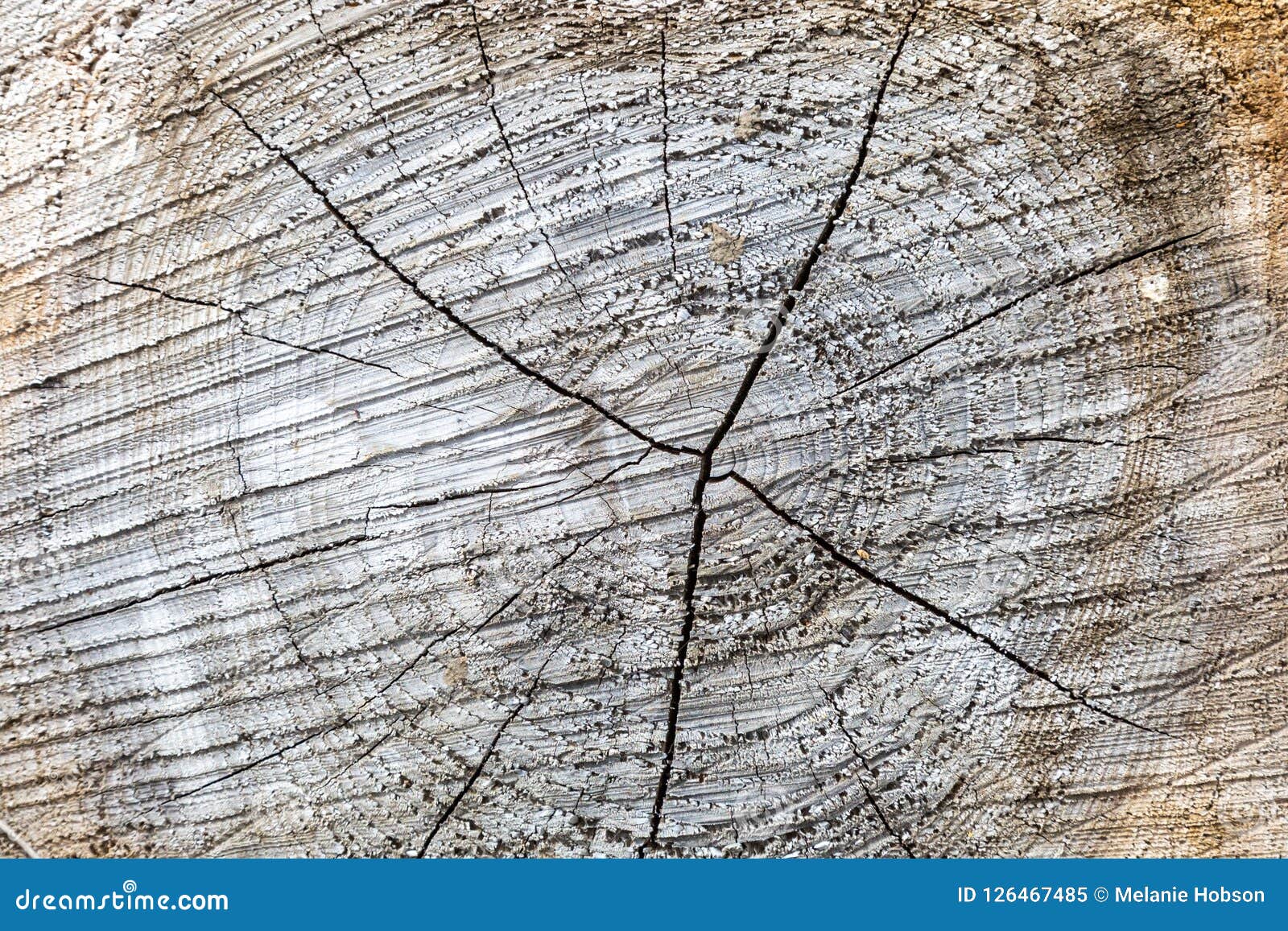 A Cut Tree Trunk stock image. Image of trunk, cross - 126467485