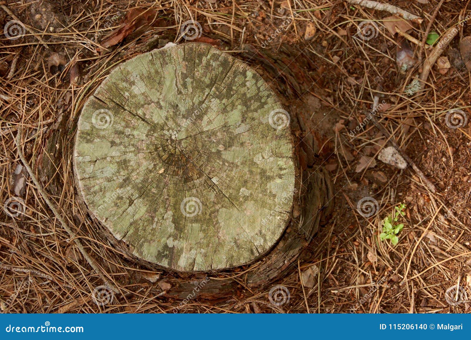 Cut tree trunk halved a stock photo. Image of wood, moisture - 115206140