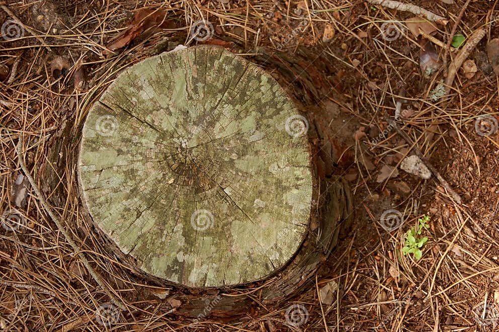 Cut tree trunk halved a stock photo. Image of wood, moisture - 115206140