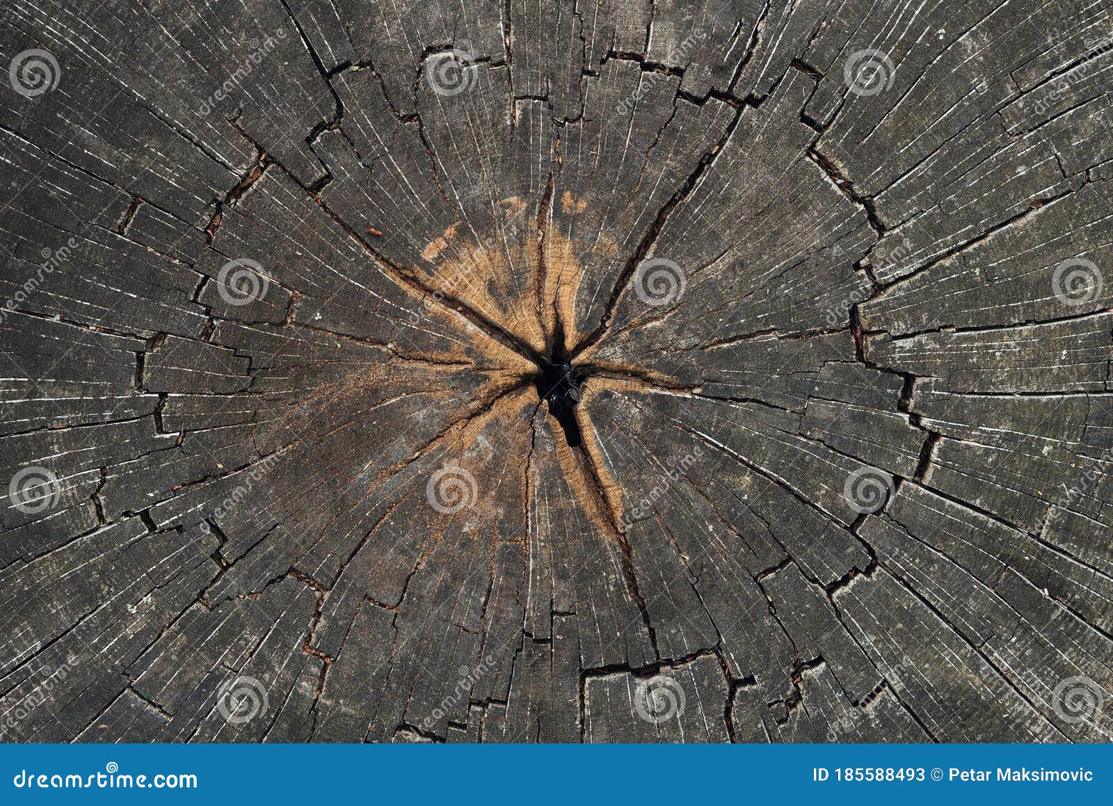 Cut Tree Trunk Middle Rings Cross Section Stock Image - Image of cross ...